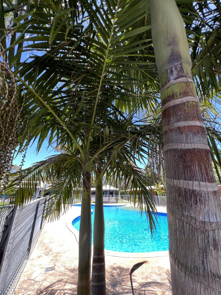 The Island Pool - CYC Camps